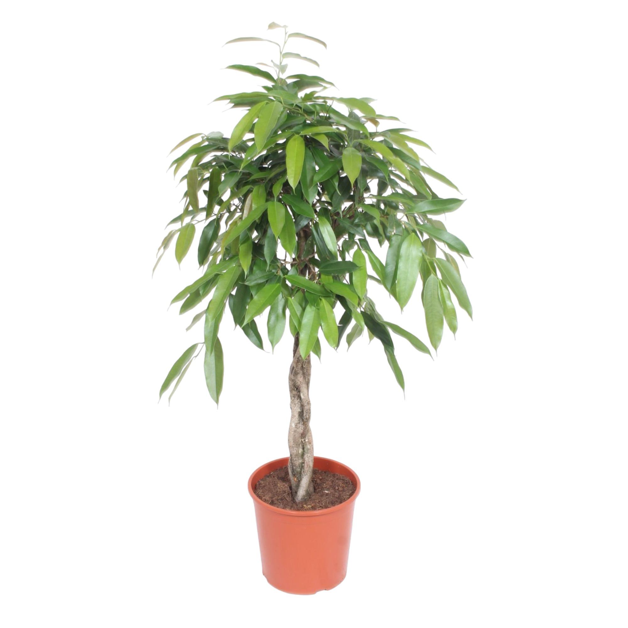 Ficus Amstel King gevlochten stam - Plantenboetiek.nl